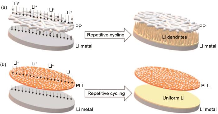 聚合物改性锂金属电池界面策略研究综述