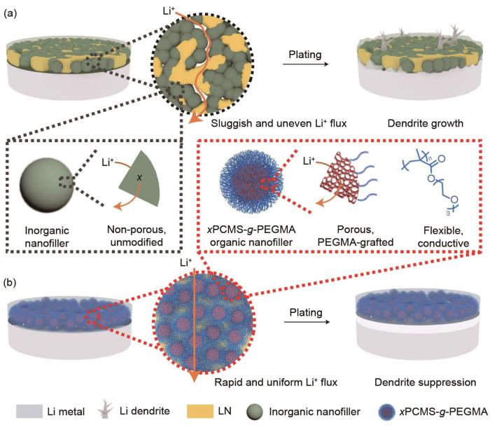 聚合物改性锂金属电池界面策略研究综述